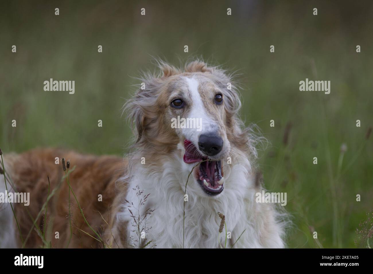 Portrait borzoi side view hi-res stock photography and images - Alamy