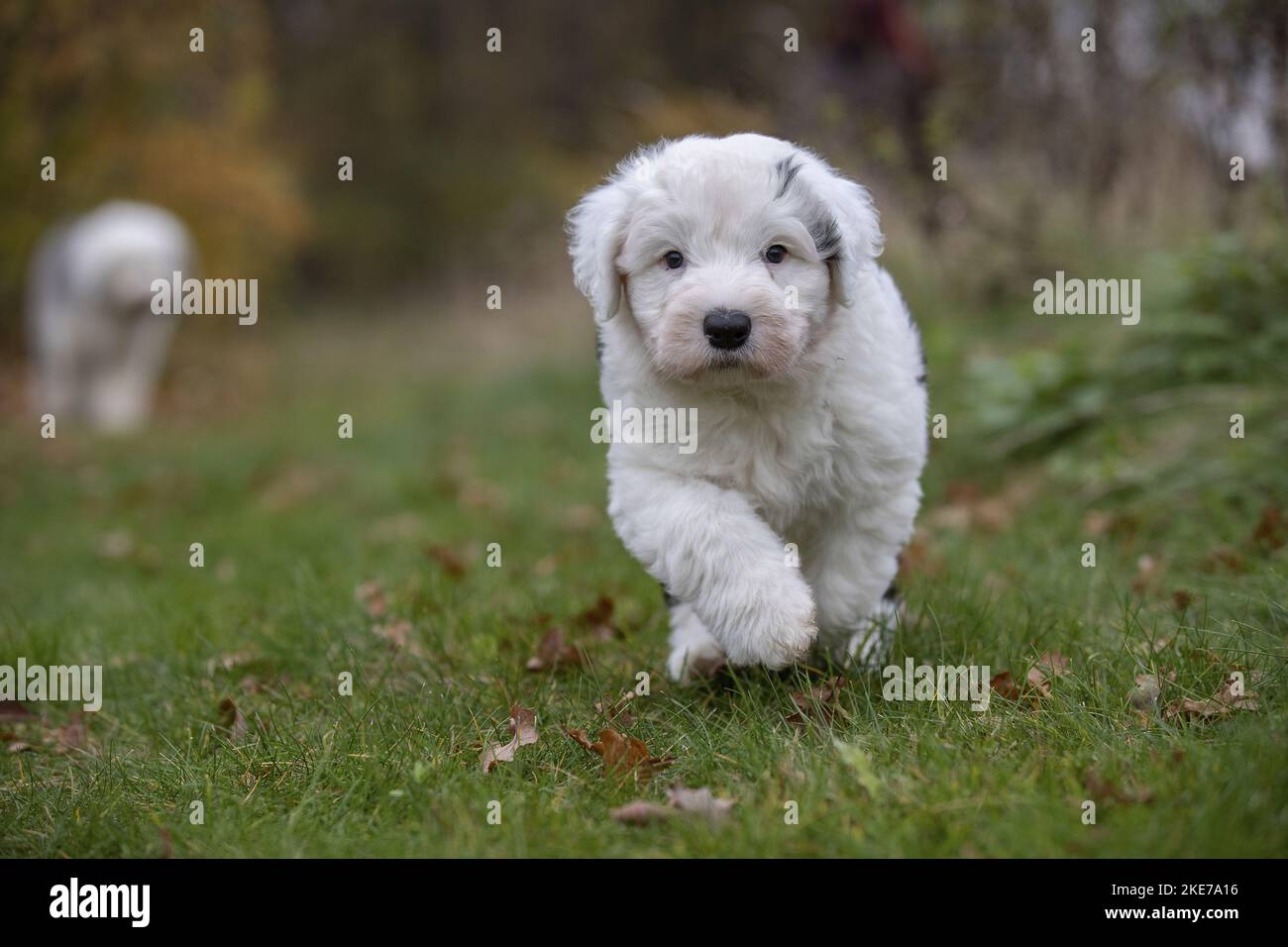 The bobtail puppy hi-res stock photography and images - Alamy