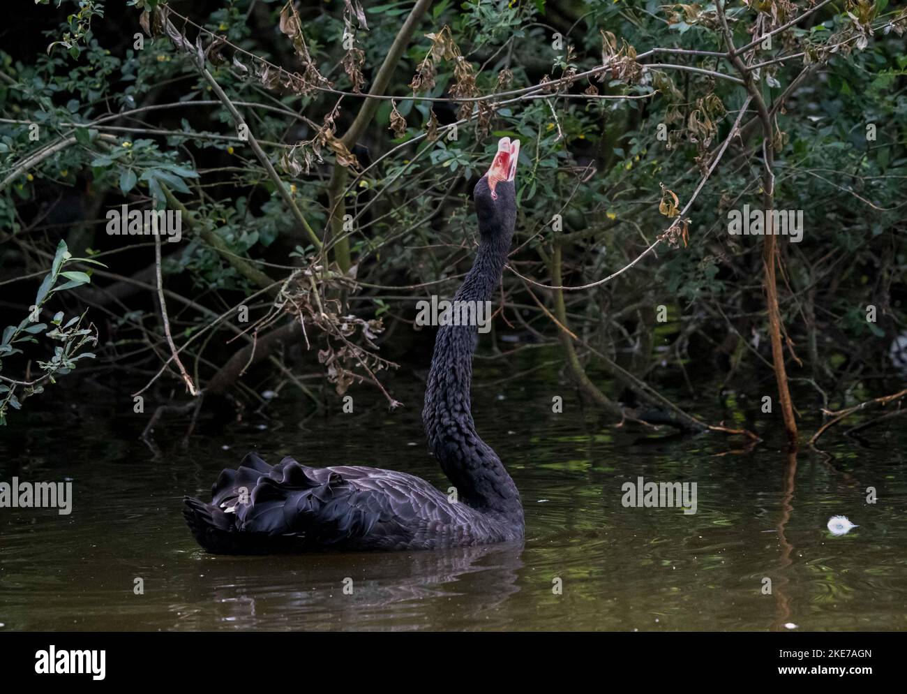 BRUCE THE BLACK SWAN DIES OF BIRD FLU © Jeff Moore - Bruce the black ...