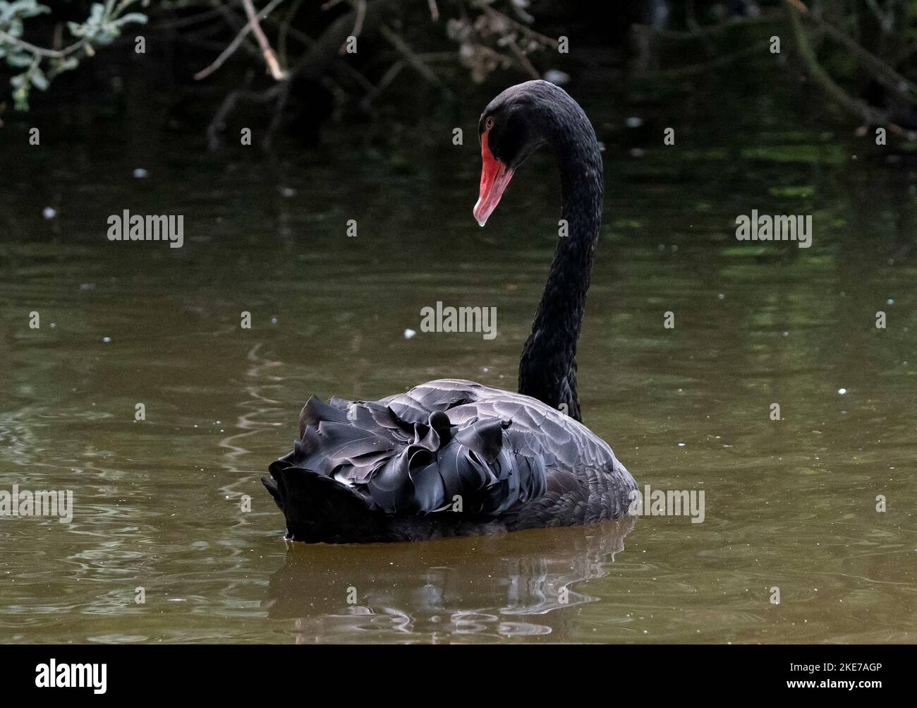 BRUCE THE BLACK SWAN DIES OF BIRD FLU © Jeff Moore - Bruce the black ...