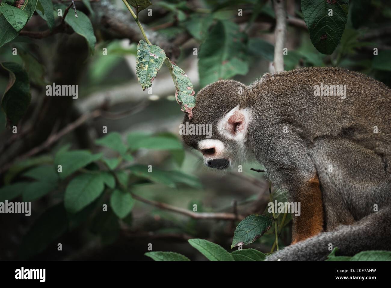 A cute capuchin monkey on a tree against a blurry background Stock ...