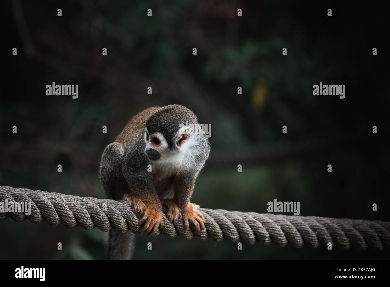 A cute capuchin monkey on a cable wire against a blurry background ...