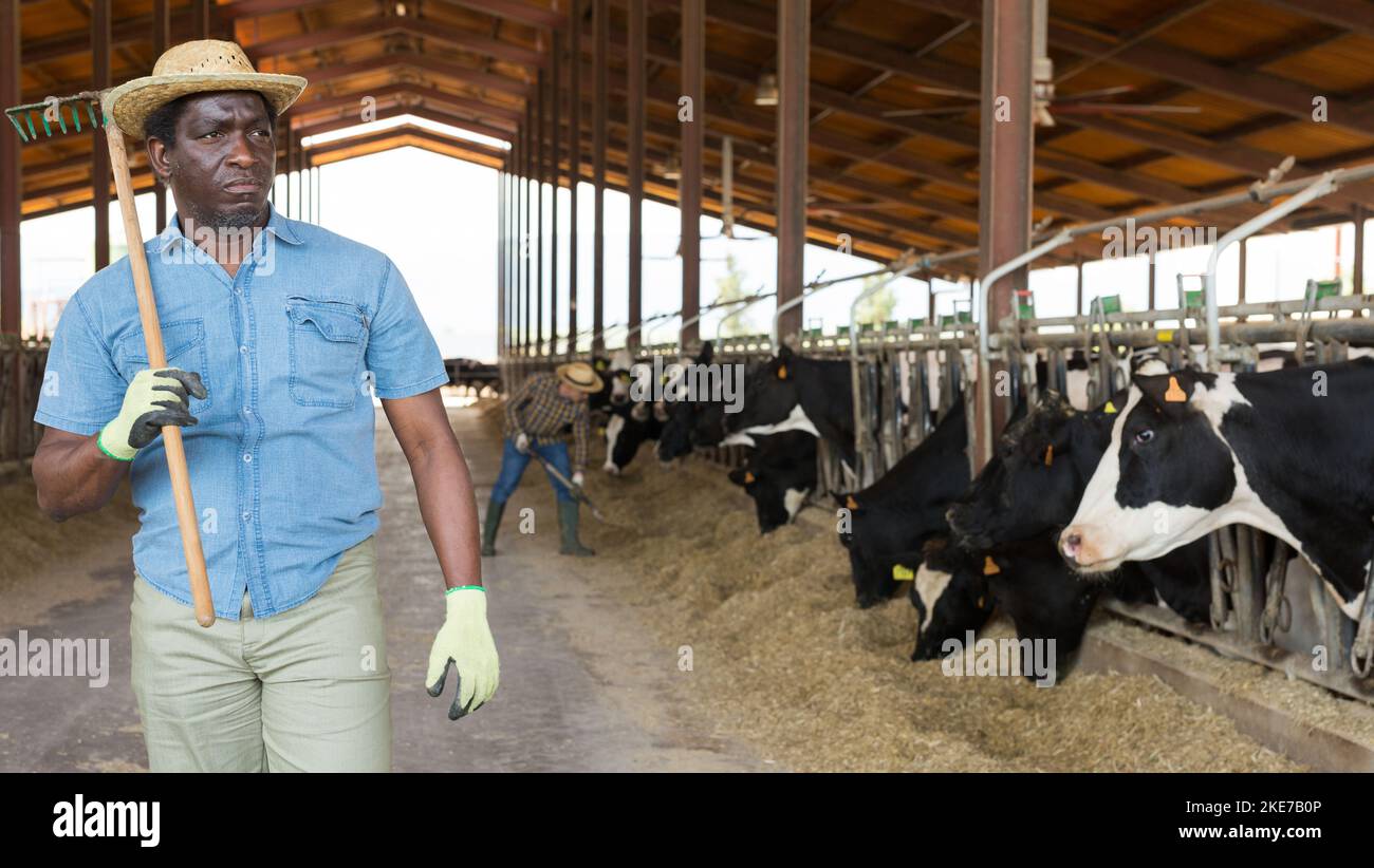 African american livestock farm worker with rake walking in cowshed ...