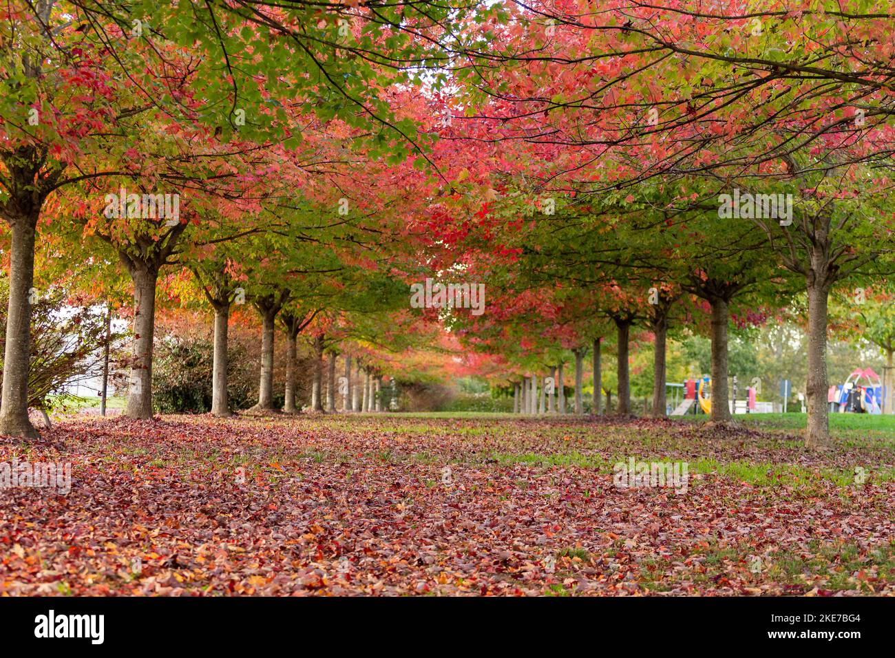 Fall colors in a park Stock Photo - Alamy