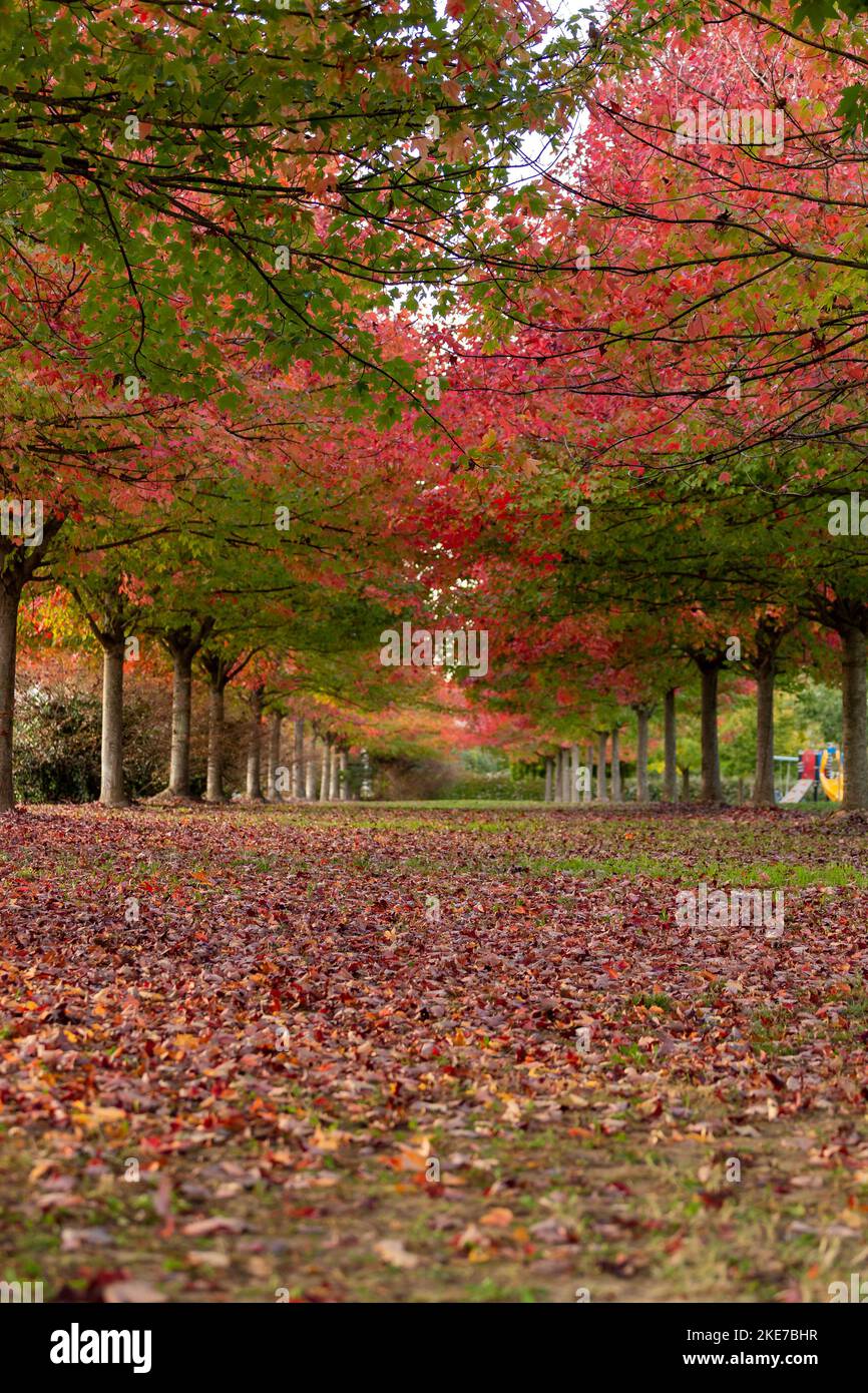 Fall colors in a park hi-res stock photography and images - Alamy