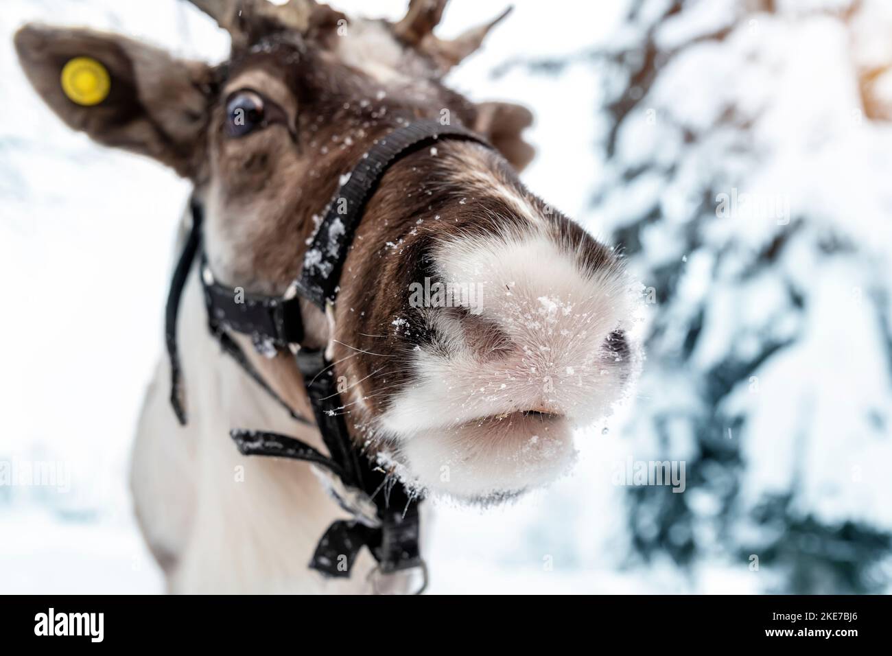 Close-up funny portrait of northern reindeer with massive antlers and ...