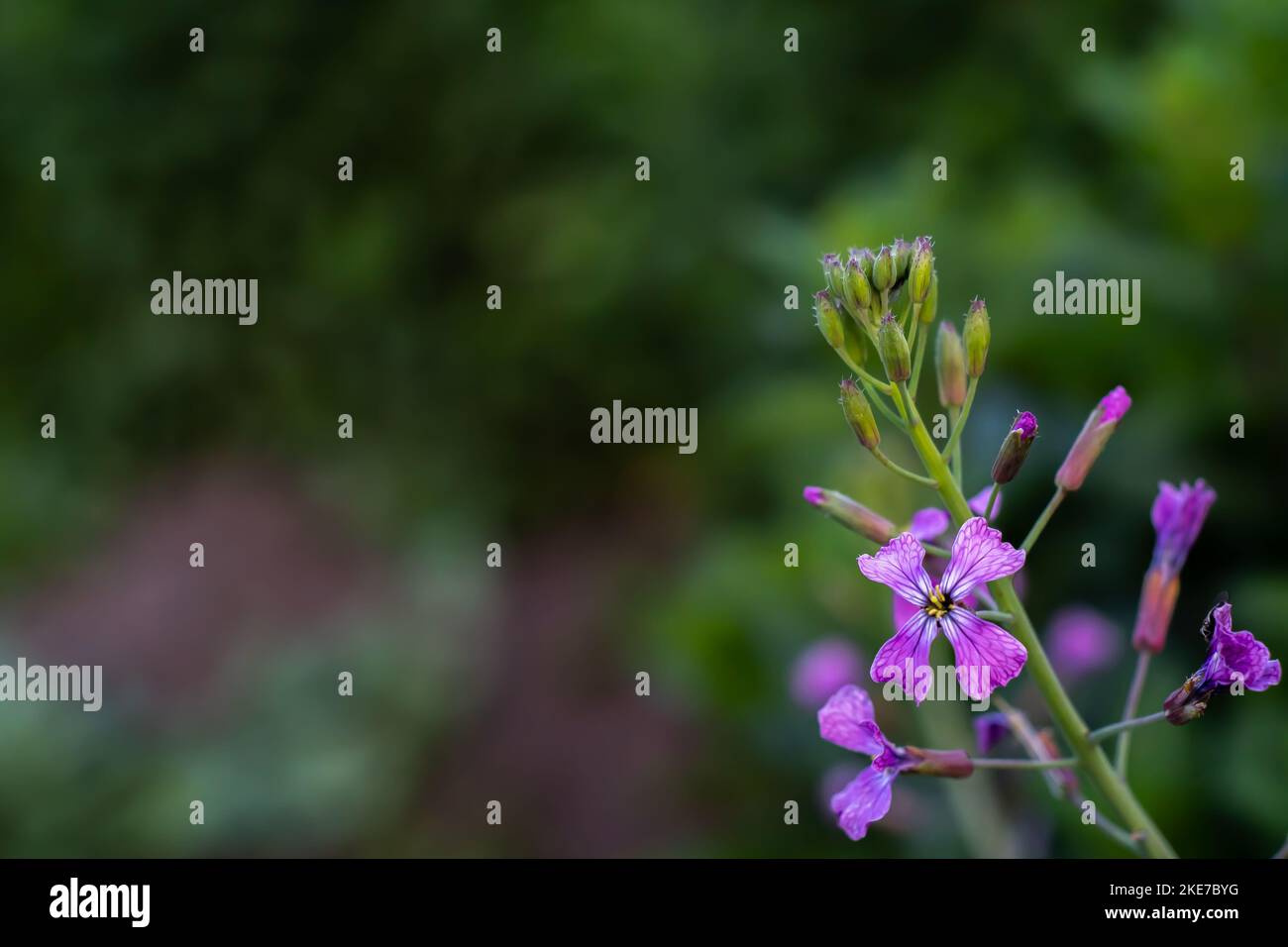 A shallow focus shot of a beautiful purple flower in a forest Stock ...