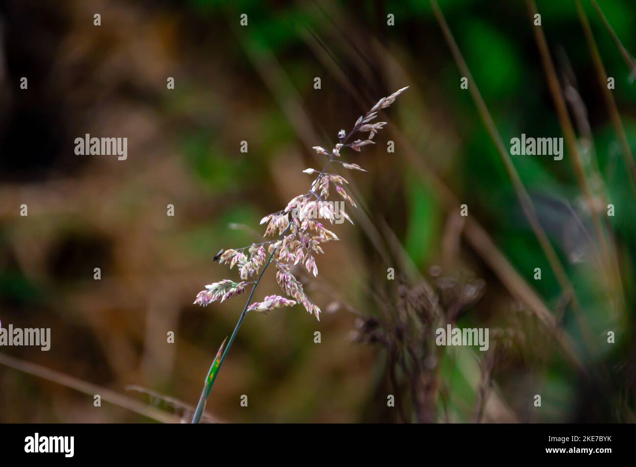 A shallow focus shot of a beautiful bluegrass in a forest Stock Photo ...