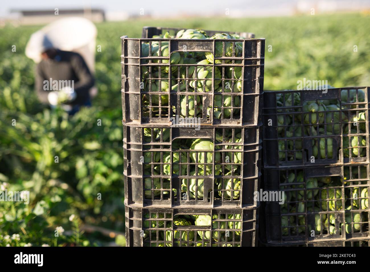 Stacks of crates full of arichokes on plantation Stock Photo - Alamy