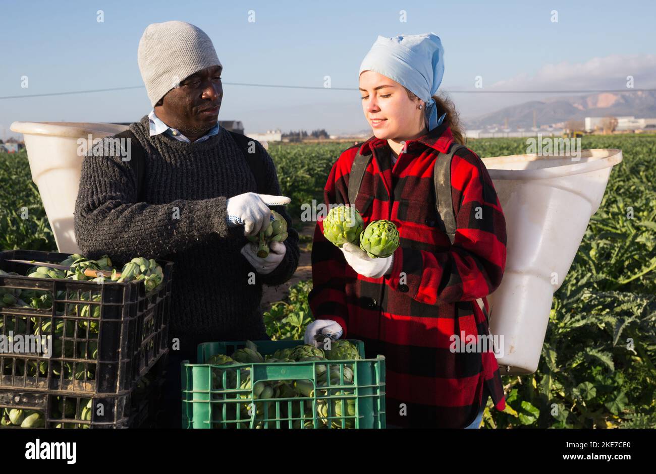 Two gardeners standing on artichoke field and talking Stock Photo - Alamy