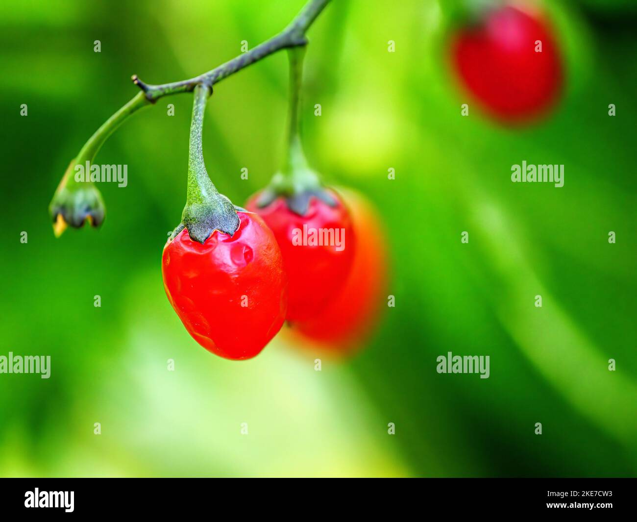 Bittersweet nightshade (Solanum dulcamara) berries. Contains the toxin ...