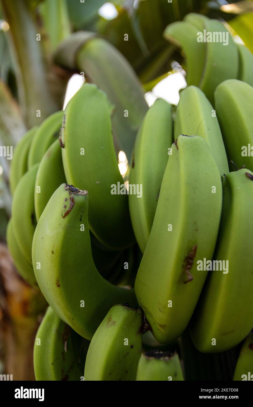 A vertical closeup shot of unripe bananas on a tree in the Canary ...