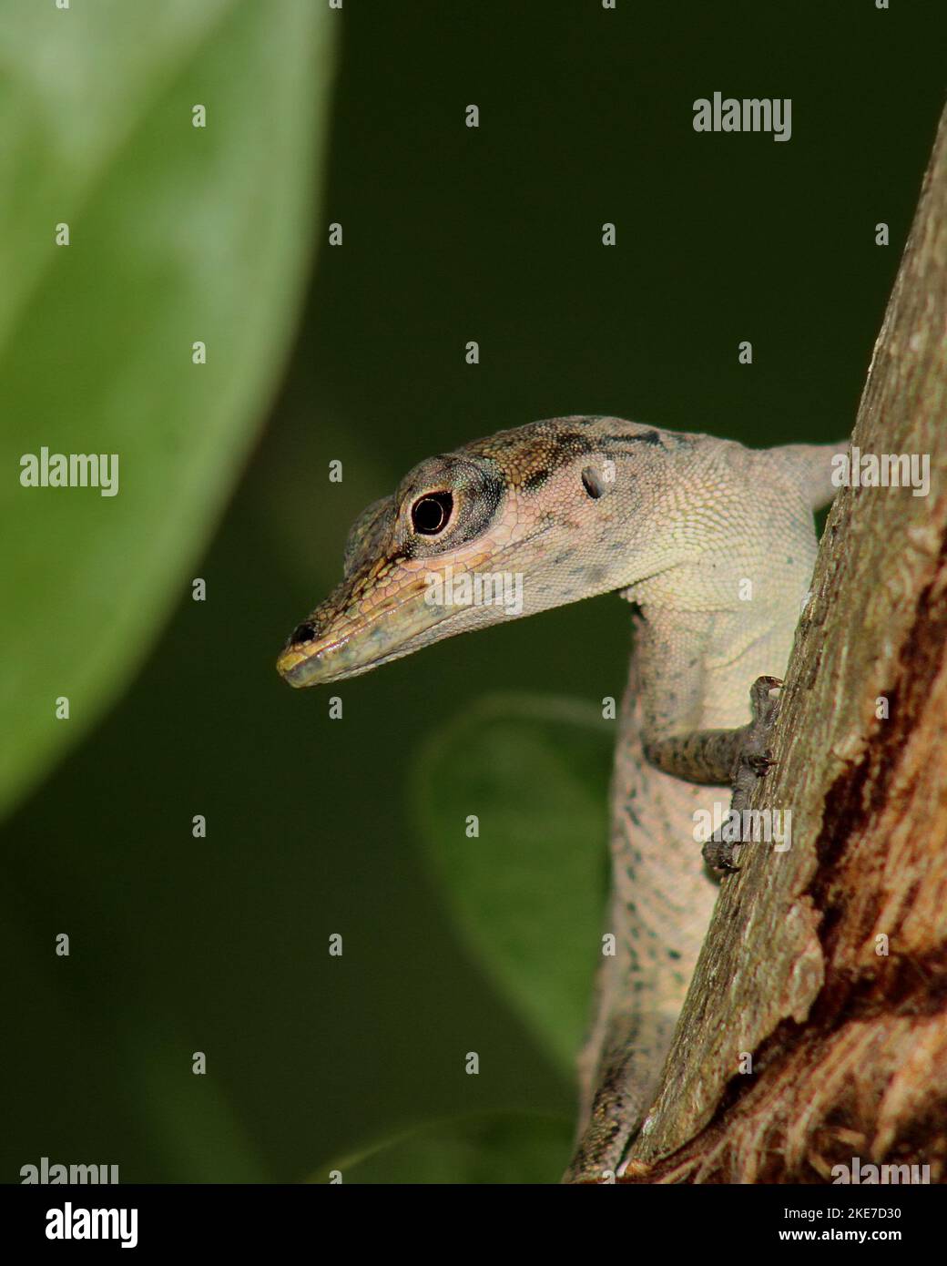 Bronze anole anolis aeneus hi-res stock photography and images - Alamy