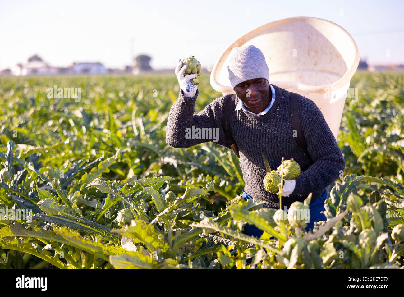 Plantation worker picking ripe artichokes on vegetable field Stock ...