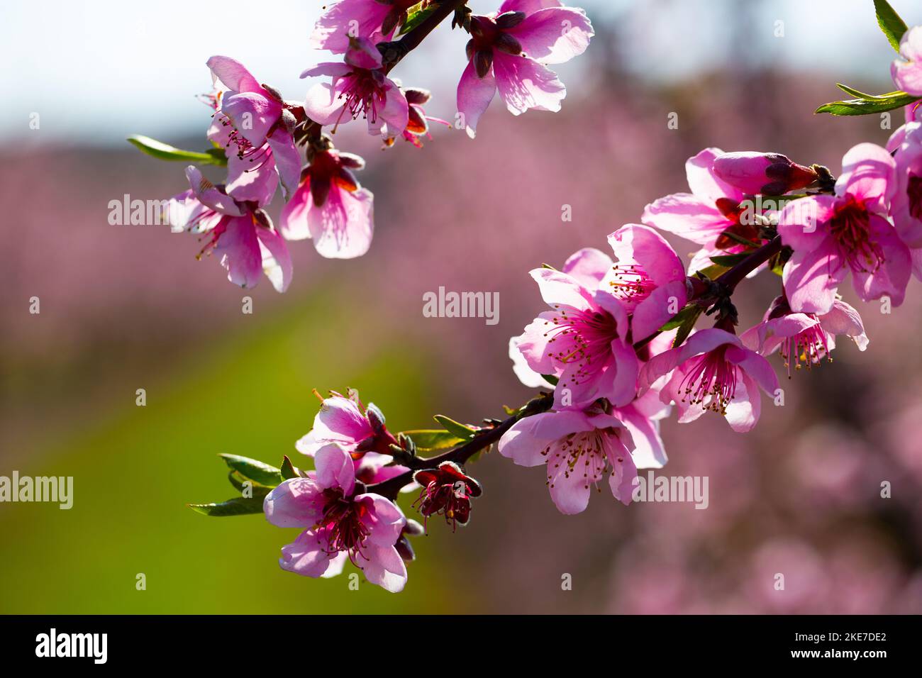 Flowering peach trees on field Stock Photo - Alamy