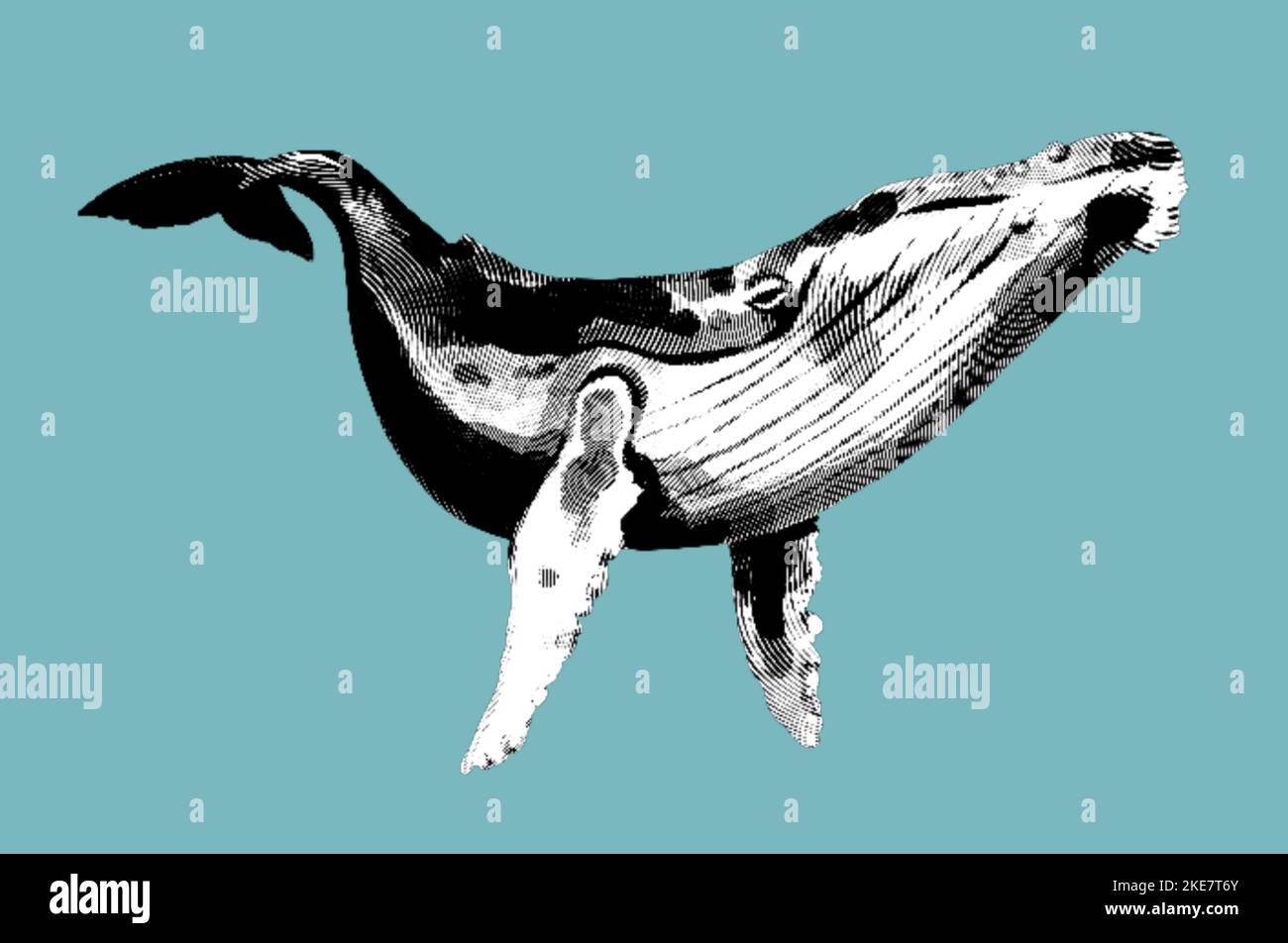 How To Draw A Humpback Whale Realistic