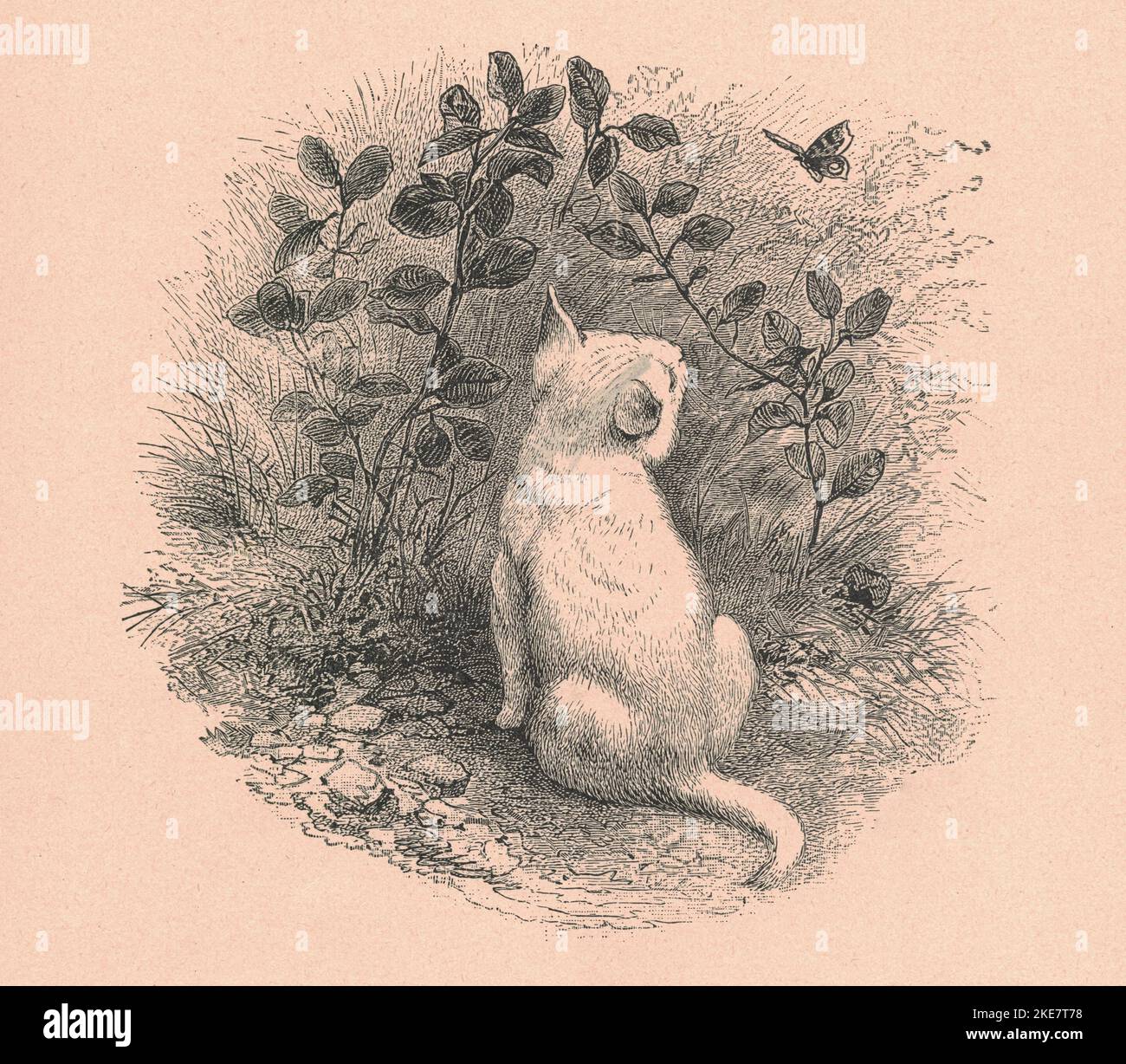 Troll Flight Form Sitting