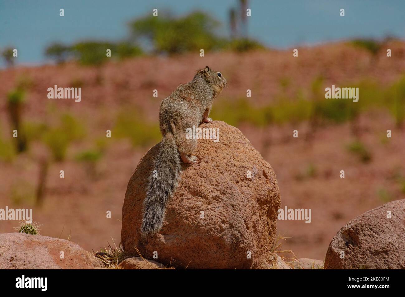 A Squirrel on a big stone against blur background Stock Photo - Alamy