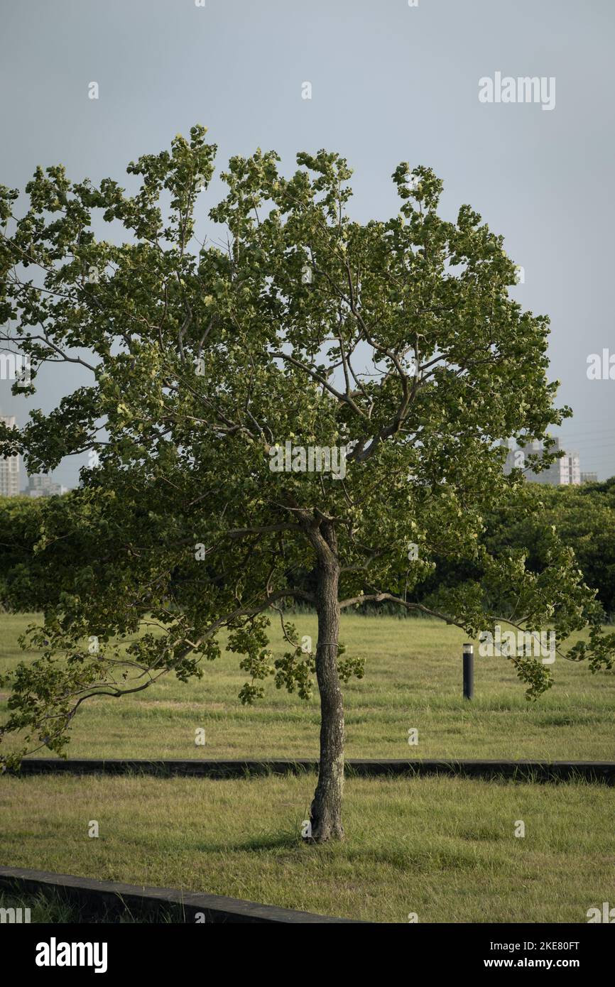 A beautiful tree in a rural field in Taipei, Taiwan Stock Photo - Alamy
