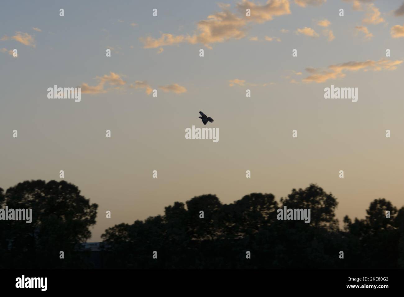 A bird silhouette flying over trees in a cloudy sky at sunset Stock ...