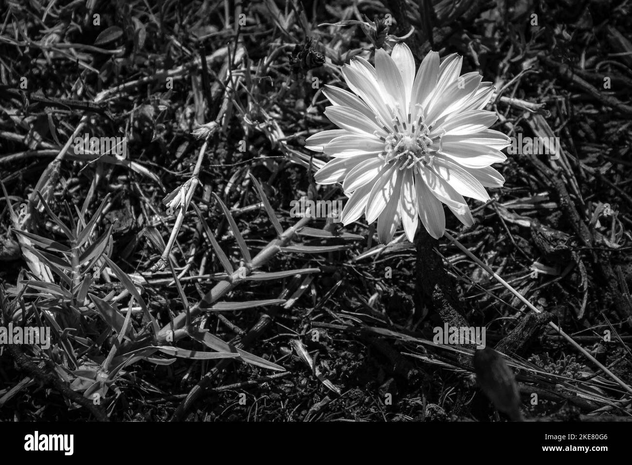 A grayscale shot of a flower in bloom on ground with plants around ...