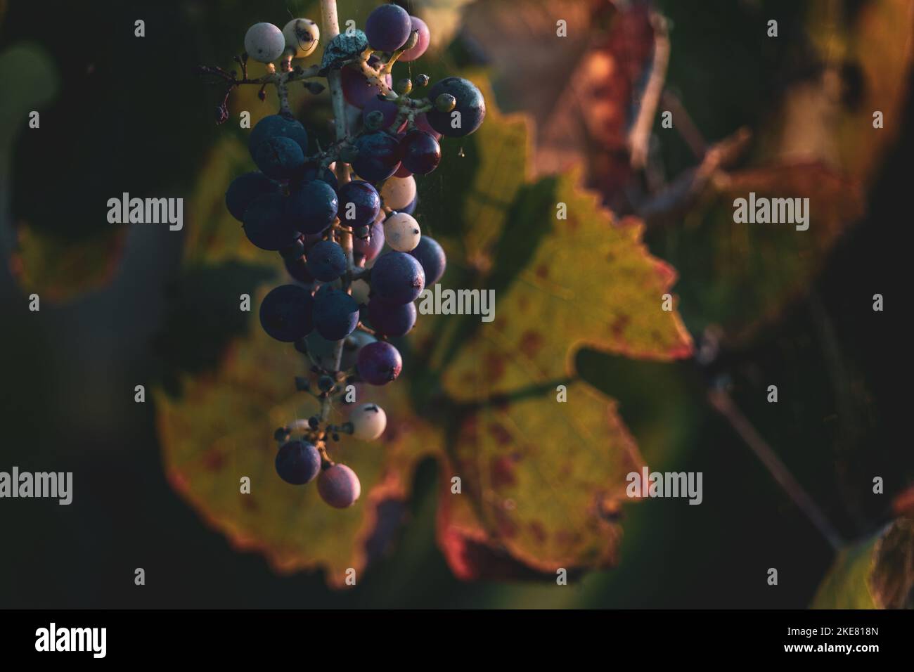 A closeup of grape branch growing on the tree Stock Photo - Alamy