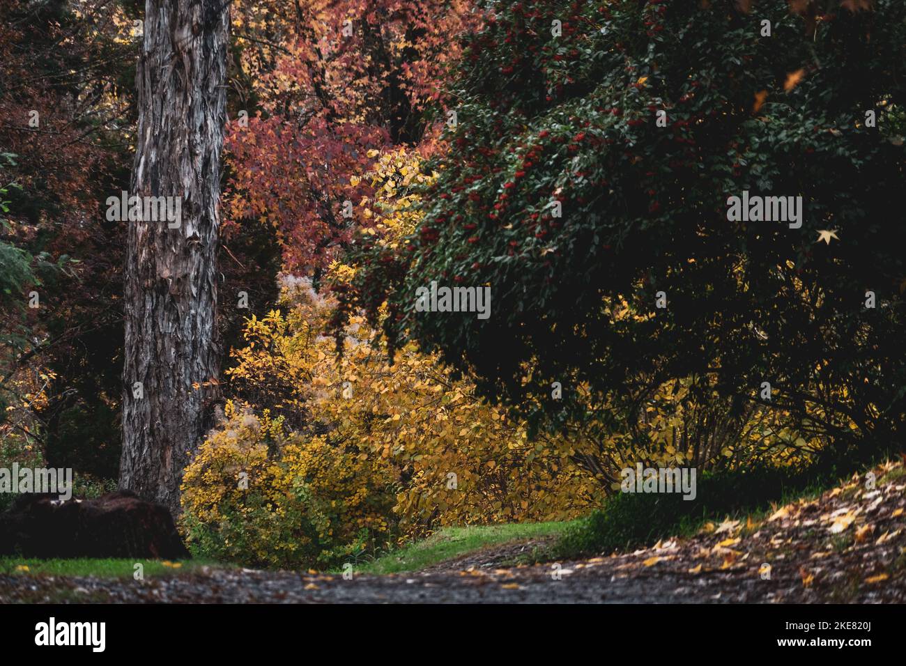 A beautiful scenery of autumn colorful foliage and trunk Stock Photo ...
