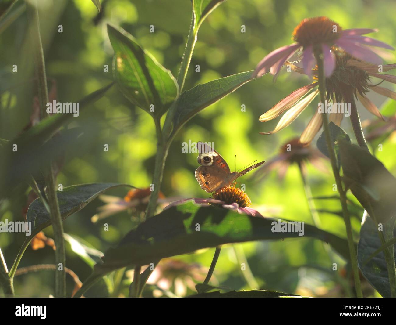 A Butterfly resting on Purple Cone Flower between the green leaves ...