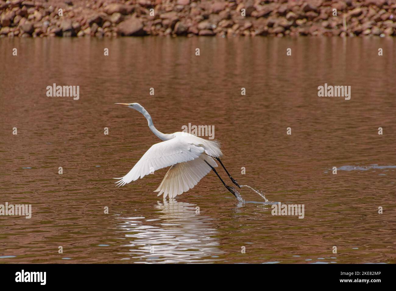 A beautiful shot of Great white heron bird flying near the river with ...