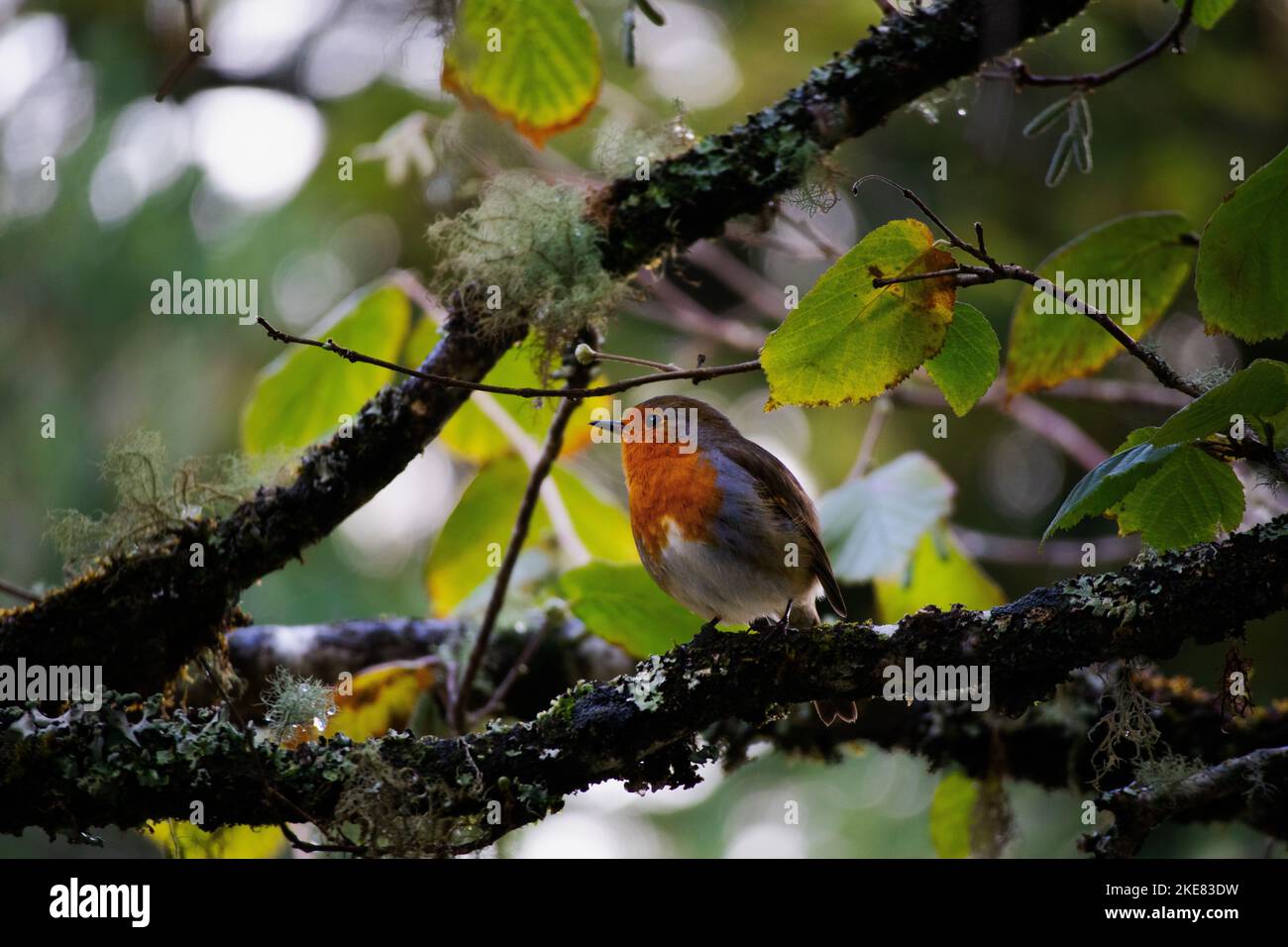 A cute Robin bird sitting on a branch with green leaves around on blur ...