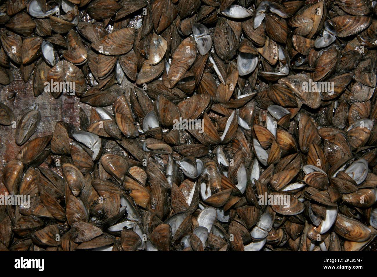 Zebra mussels underwater Stock Photo - Alamy