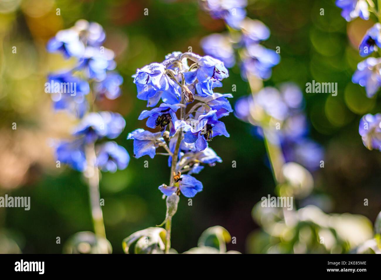 Bue flowers hi-res stock photography and images - Alamy