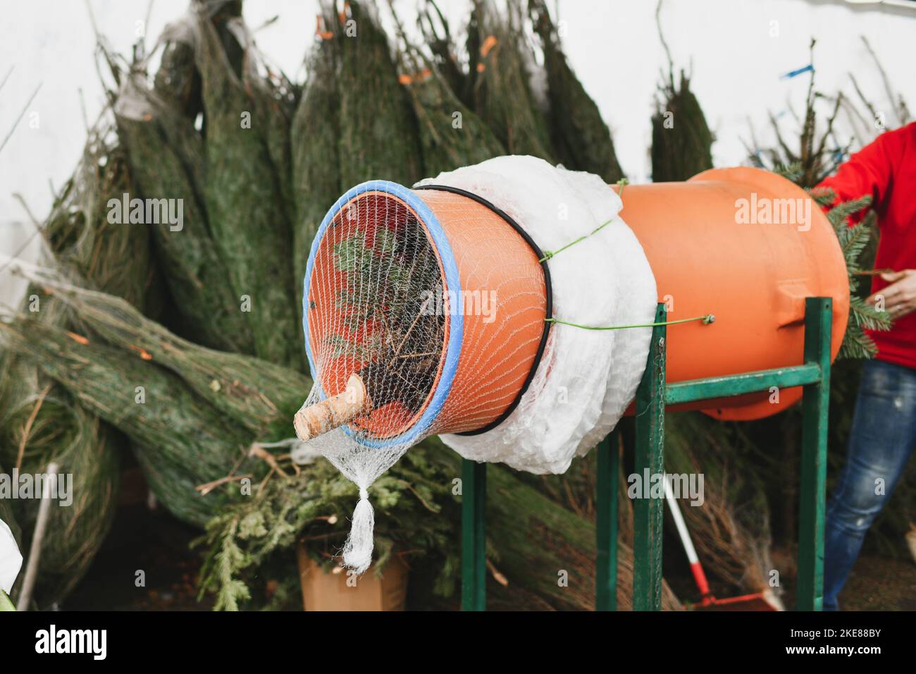 Salesman being wrapped up a cut Christmas tree packed in a plastic net ...