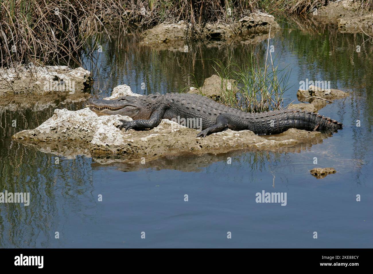 Alligator hole hi-res stock photography and images - Alamy