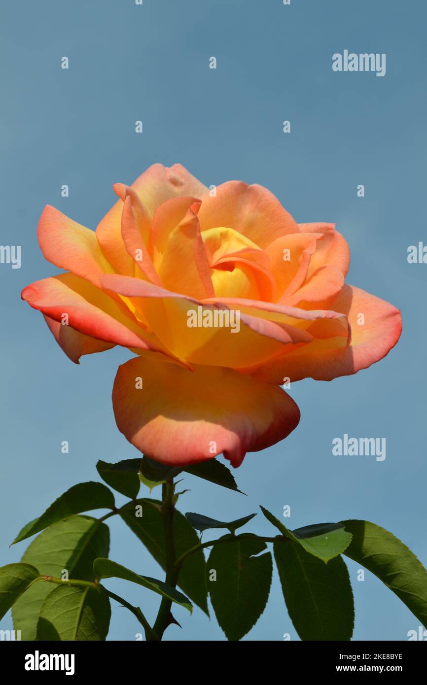 Beautiful open yellow pink rose on blue sky background Stock Photo - Alamy