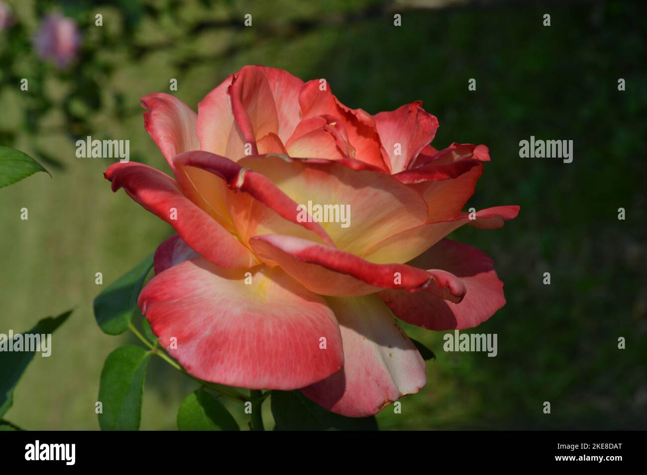 Widely opened pink white rose flower head in the garden under bright ...
