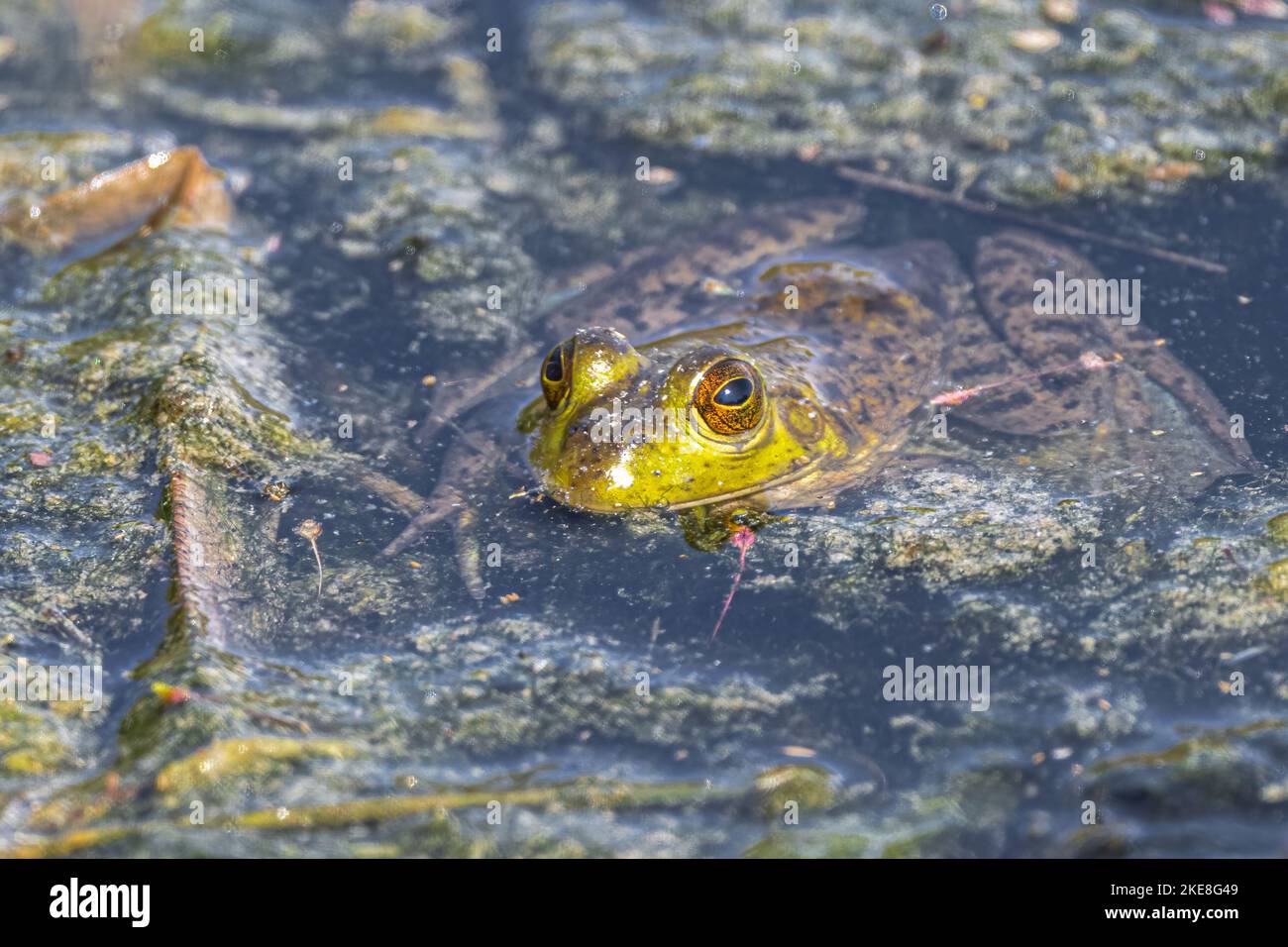 Washington state amphibian hi-res stock photography and images - Alamy