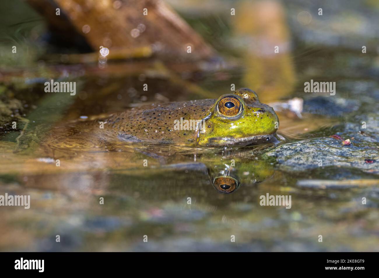 Washington state amphibian hi-res stock photography and images - Alamy