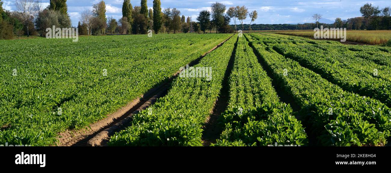 Italian intensive cultivation (Emilia Romagna Stock Photo - Alamy