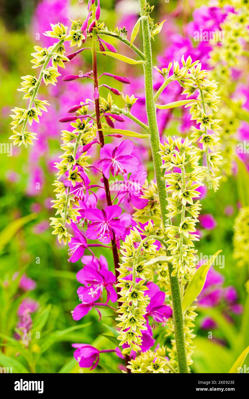Fireweed; Chamaenerion angustifolium; Eveline State Recreation Park ...