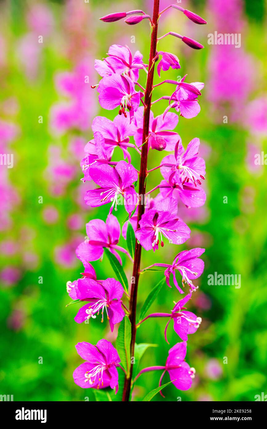 Fireweed; Chamaenerion angustifolium; Eveline State Recreation Park; Homer; Alaska; USA Stock ...