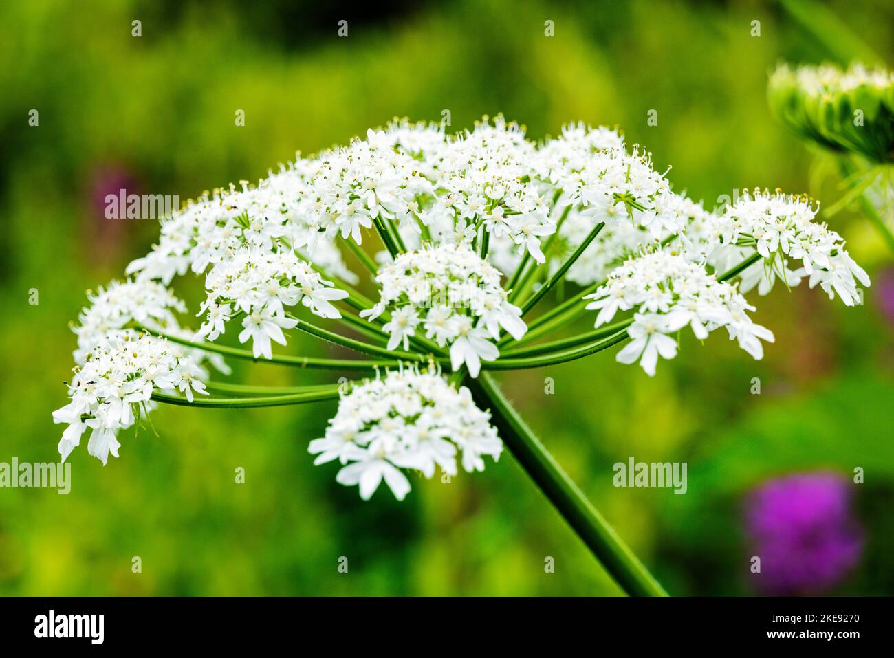 Cow Parsnip; Heracleum lanatum; Parsley; Apiaceae; Eveline State ...