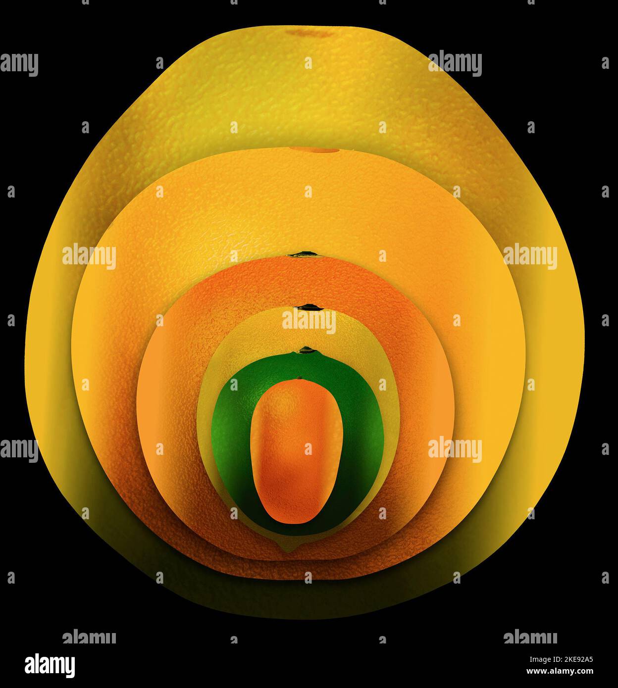 Eight popular citrus fruits are pictured in a 3D illustration. These ...