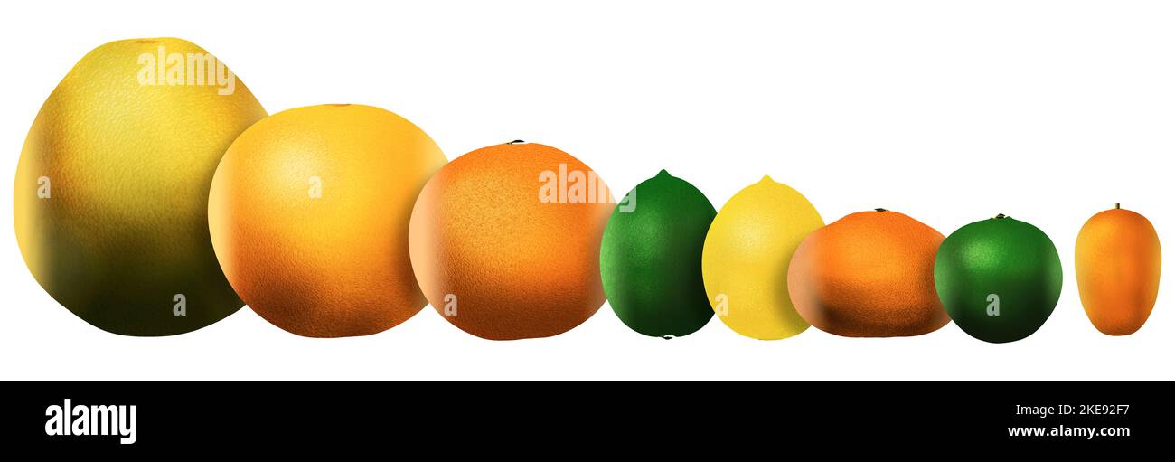 Eight popular citrus fruits are pictured in a 3D illustration on a ...