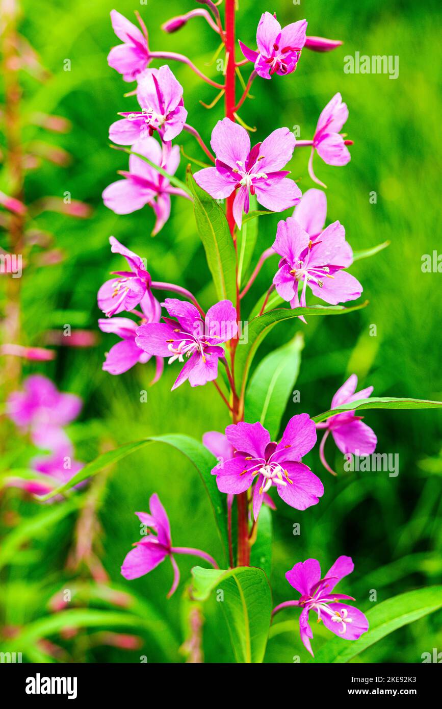 Fireweed; Chamaenerion angustifolium; Eveline State Recreation Park; Homer; Alaska; USA Stock ...