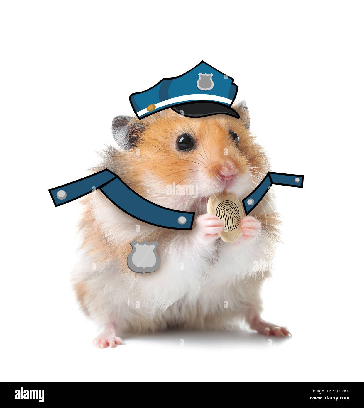 Cute hamster dressed as police officer on white background Stock Photo ...