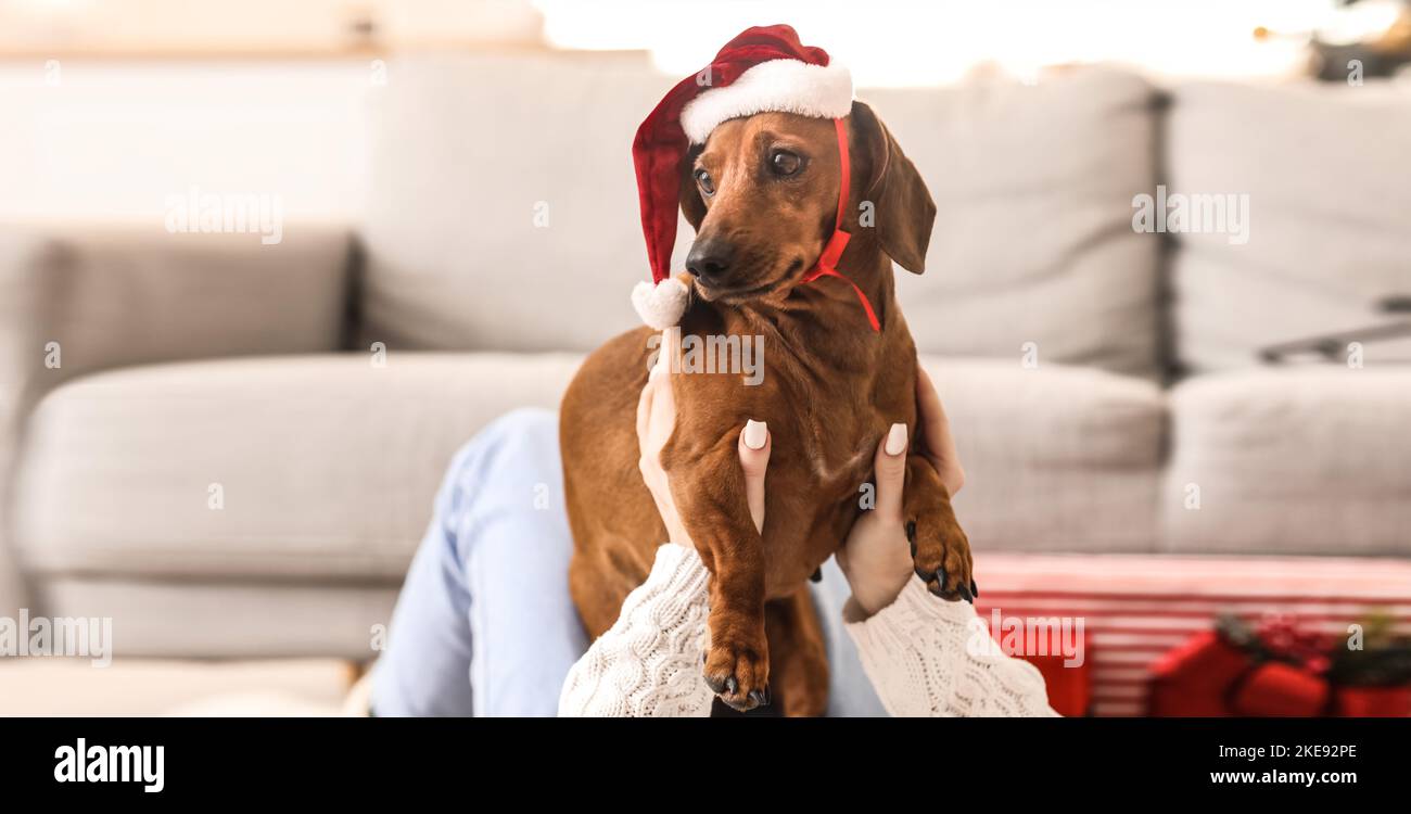 Owner playing with cute dachshund dog in Santa hat at home Stock Photo ...