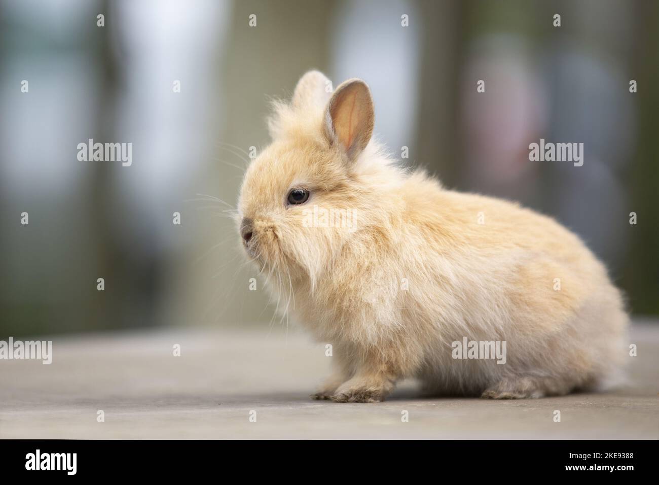 Baby lion head rabbit hi-res stock photography and images - Alamy