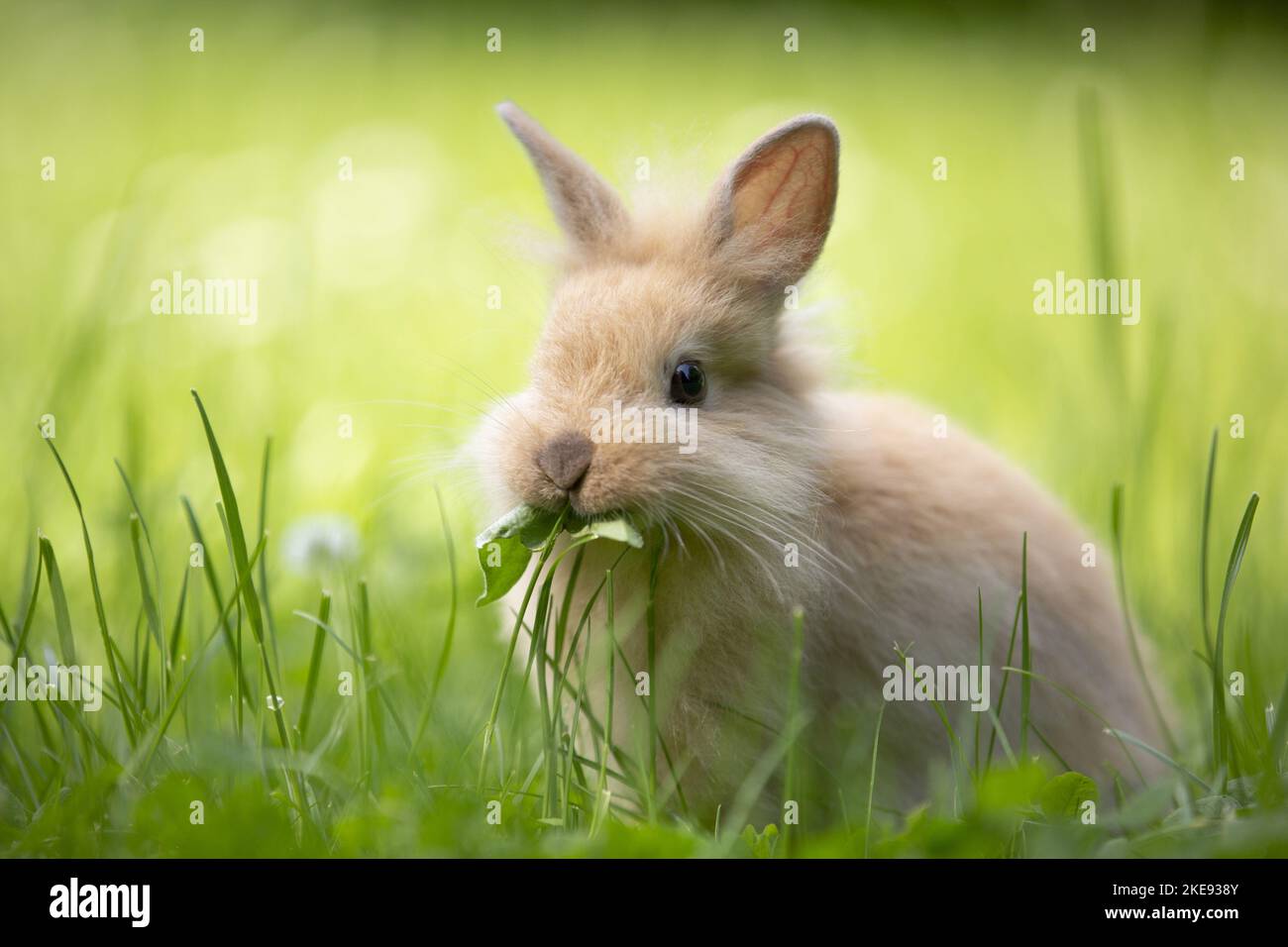 Rabbit side view eating grass hi-res stock photography and images - Alamy