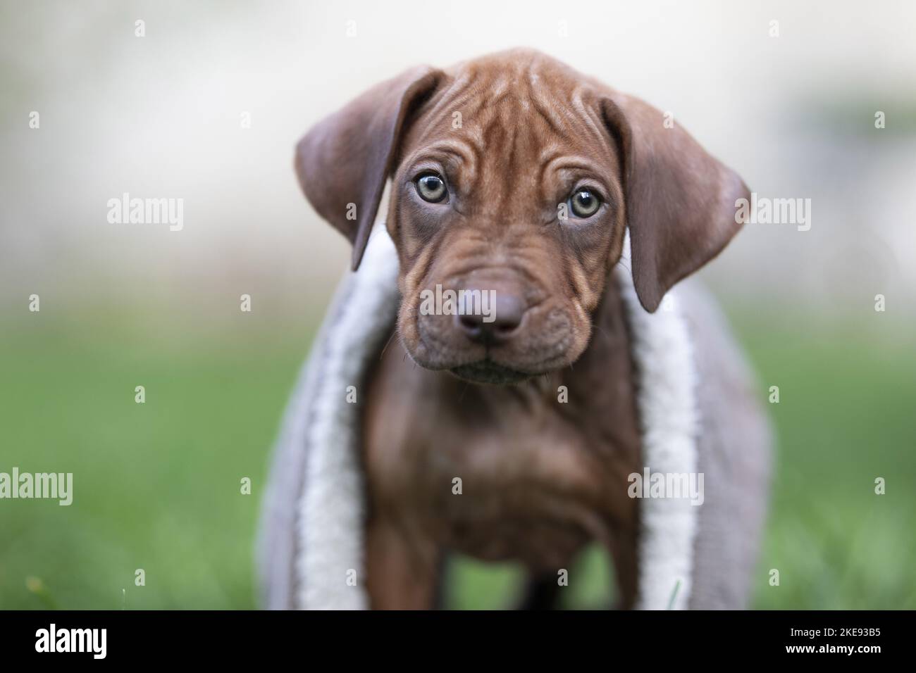 Rhodesian Ridgeback puppy Stock Photo - Alamy